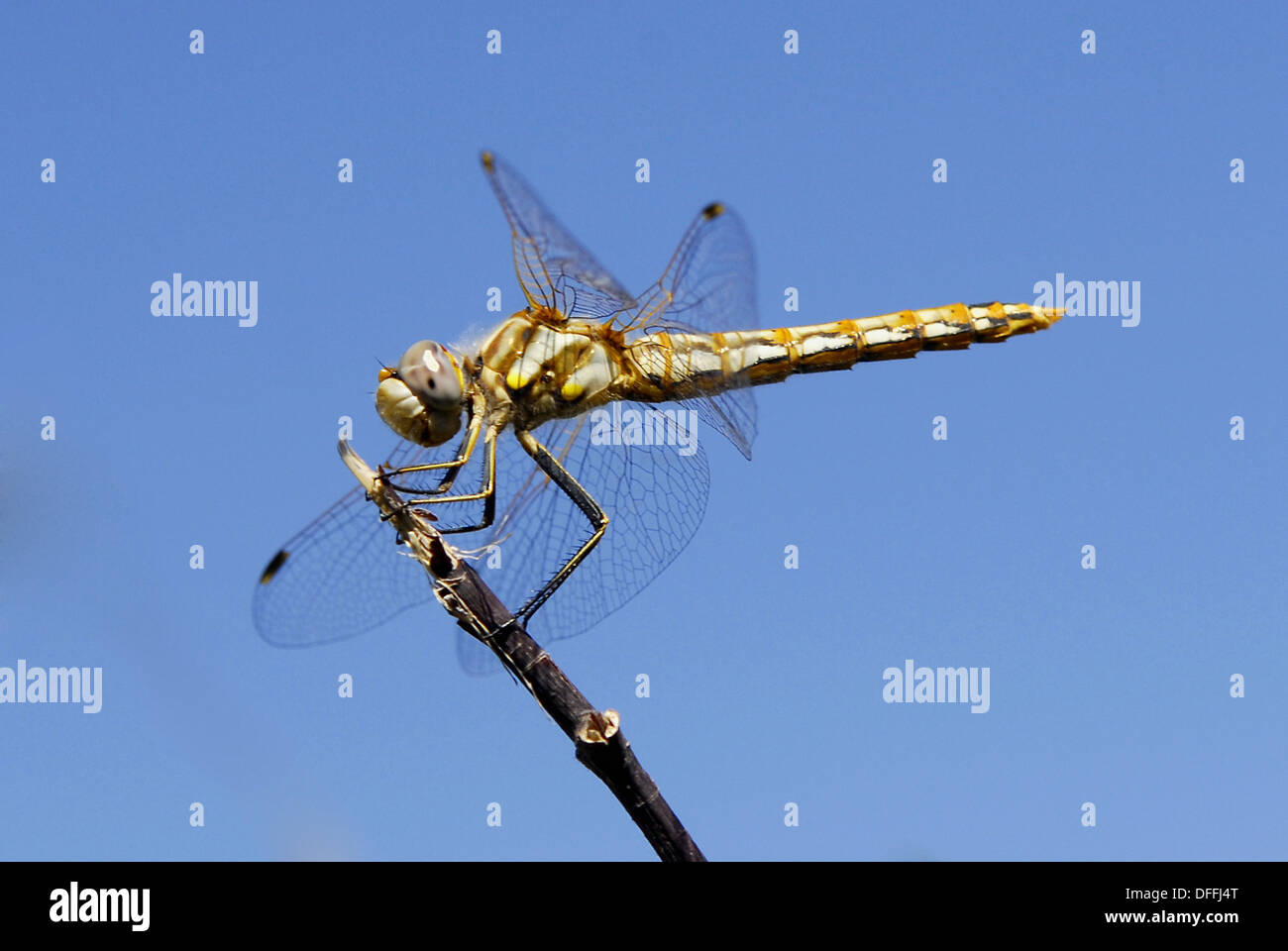 Skeeter Hawk Stock Photos & Skeeter Hawk Stock Images - Alamy
