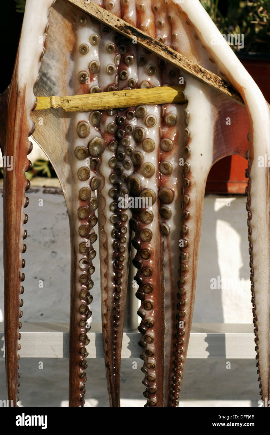 Octopus drying in a window. Isleta del Moro. Cabo de Gata. Andalucia ...
