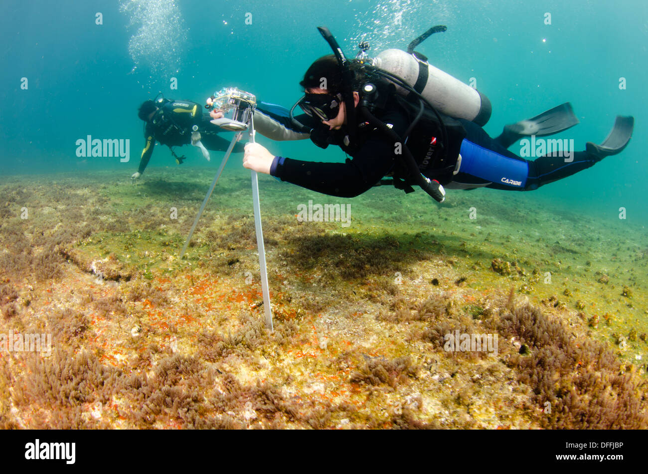 scuba divers making notes during underwater biological research ...
