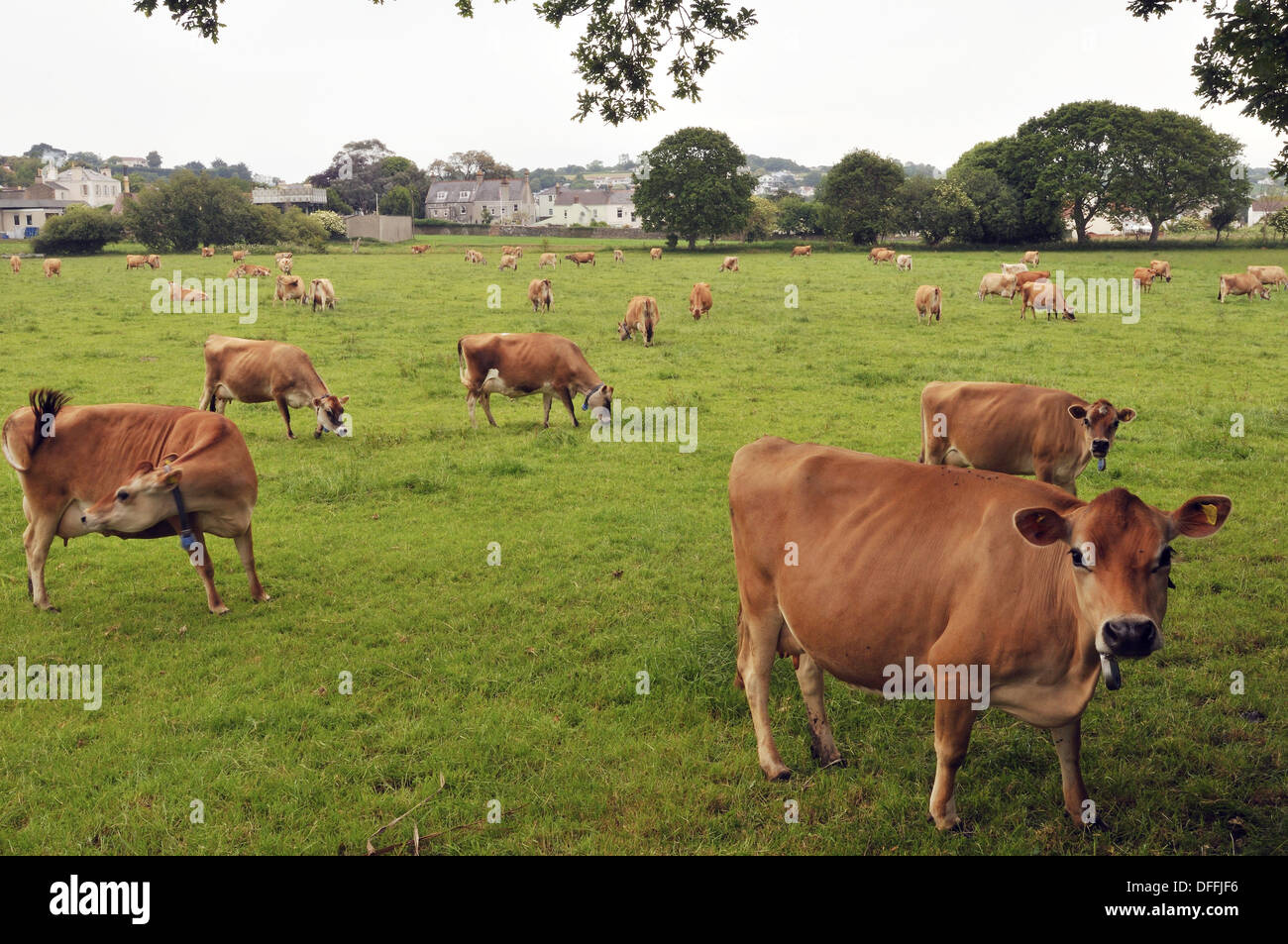 Channel island breed hi-res stock photography and images - Alamy
