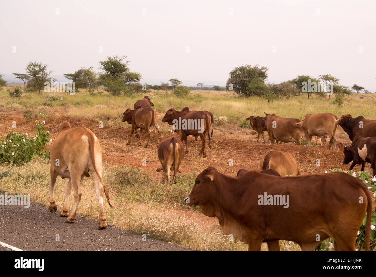 Maasai cattle hi-res stock photography and images - Alamy