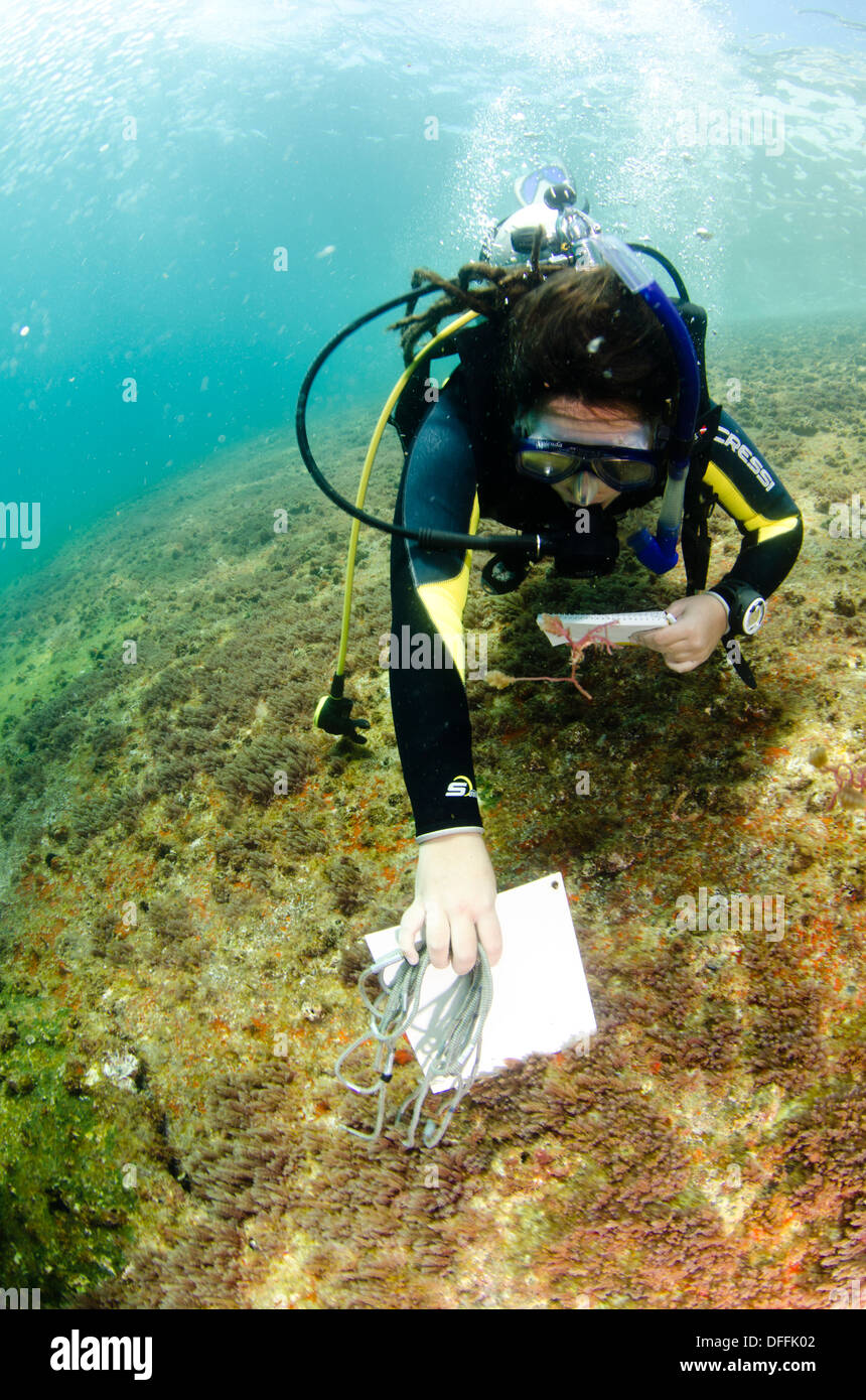 scuba divers making notes during underwater biological research ...