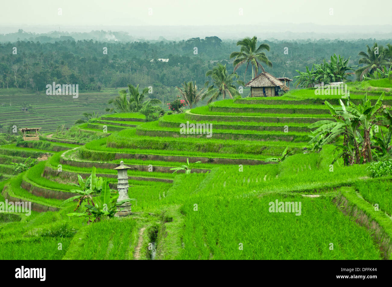 BEAUTIFFUL TERRACE RICE FIELDS IN BALI, INDONESIA Stock Photo - Alamy