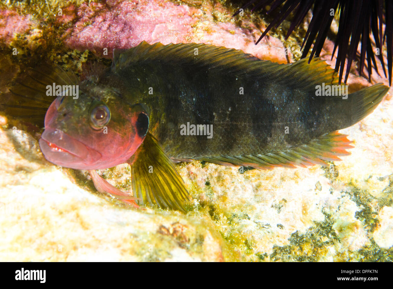 Cricota hi-res stock photography and images - Alamy