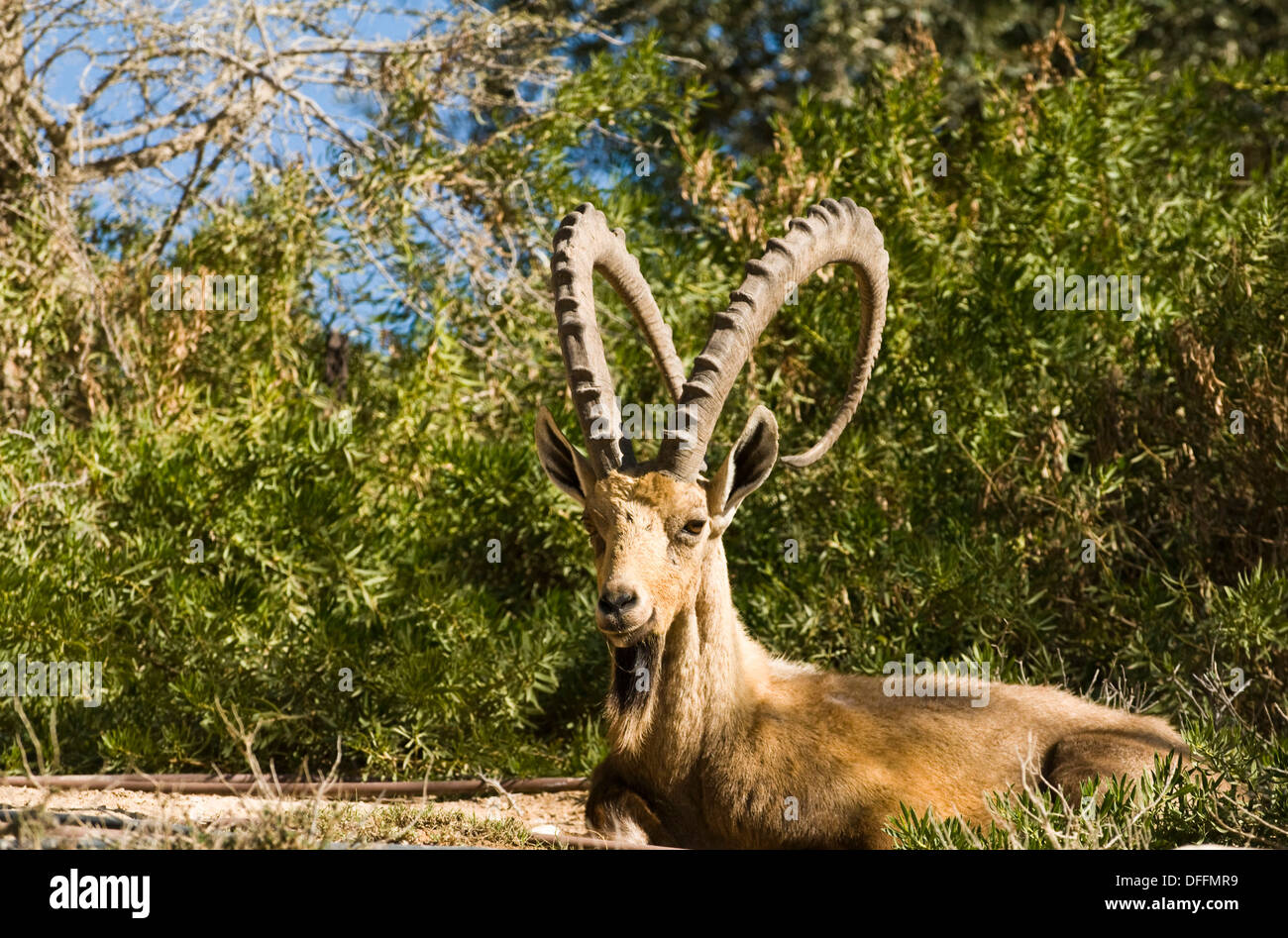 Israeli wildlife hi-res stock photography and images - Alamy
