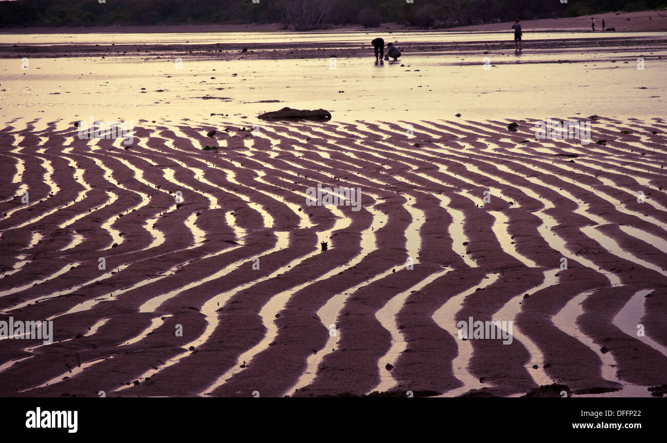 Mud patterns on beach hi-res stock photography and images - Alamy