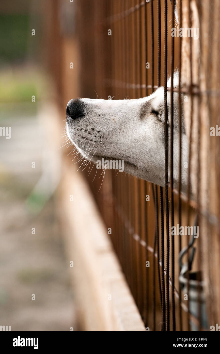 homeless dog behind bars in an animal shelter Stock Photo - Alamy
