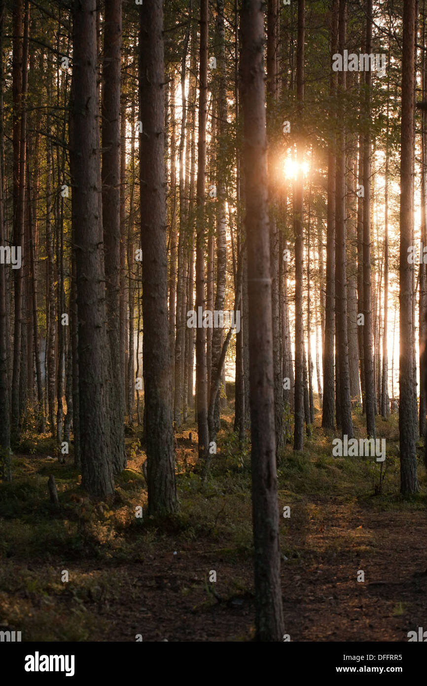 summer view of beautiful pine forest with sun rays Stock Photo - Alamy