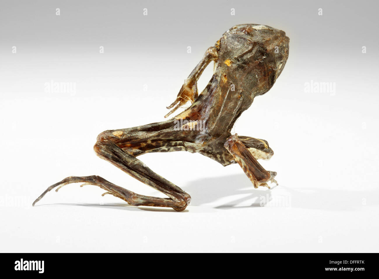 Mummified High Resolution Stock Photography and Images - Alamy