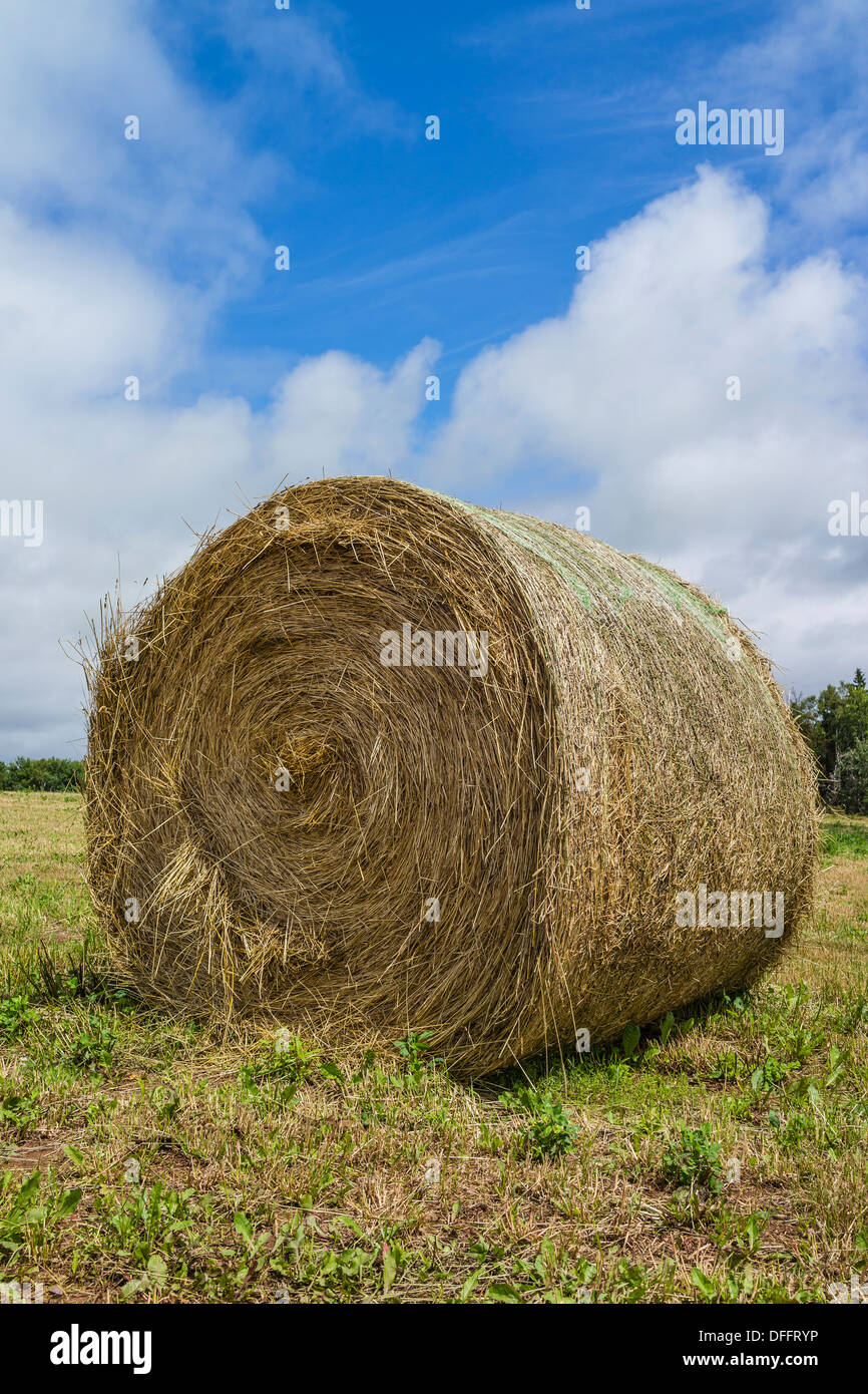 Large round bales of hay in a farmer's field in rural Prince Edward ...
