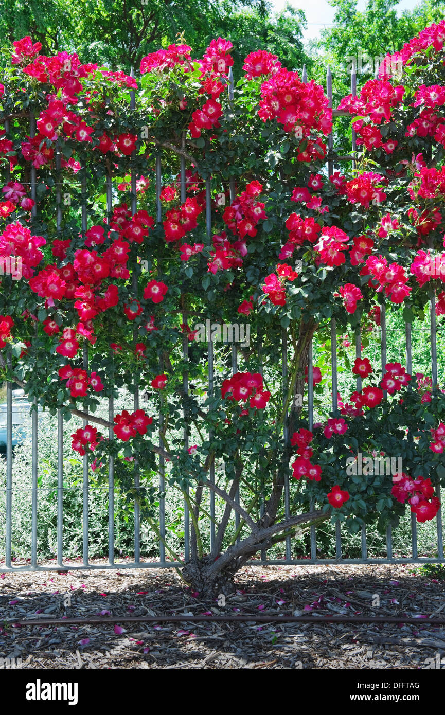 A beautiful rose bush adorning the fence Stock Photo - Alamy