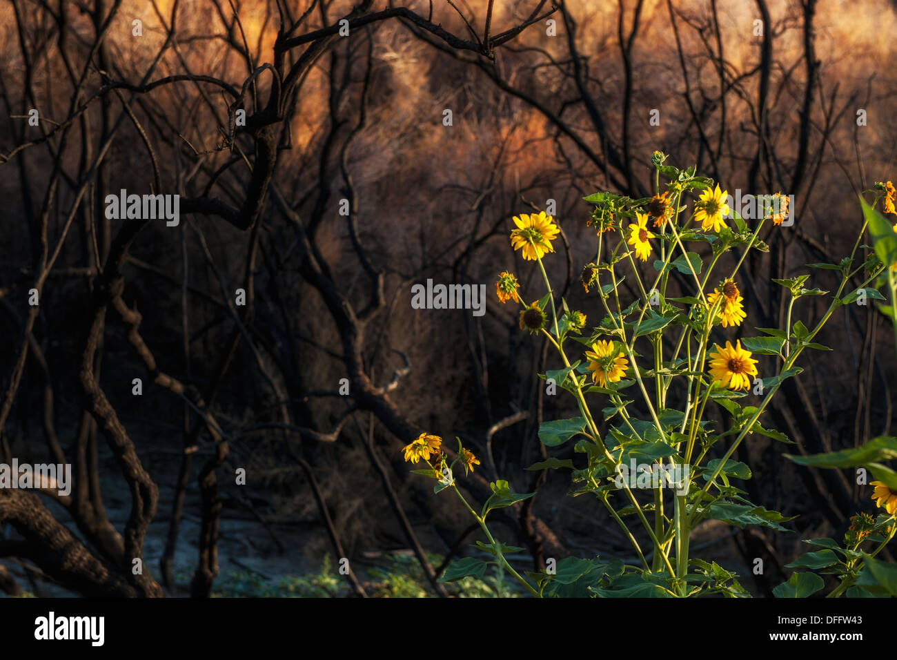 Wild flowers after forest fire hi-res stock photography and images - Alamy