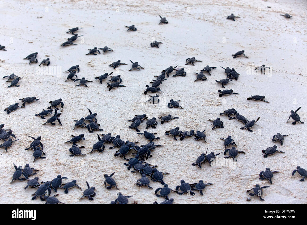 Green sea turtle hatchlings hi-res stock photography and images - Alamy