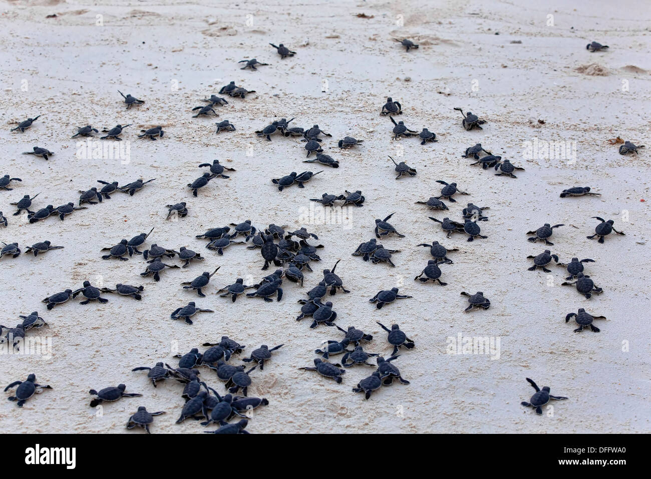 Green sea turtle hatchlings hi-res stock photography and images - Alamy