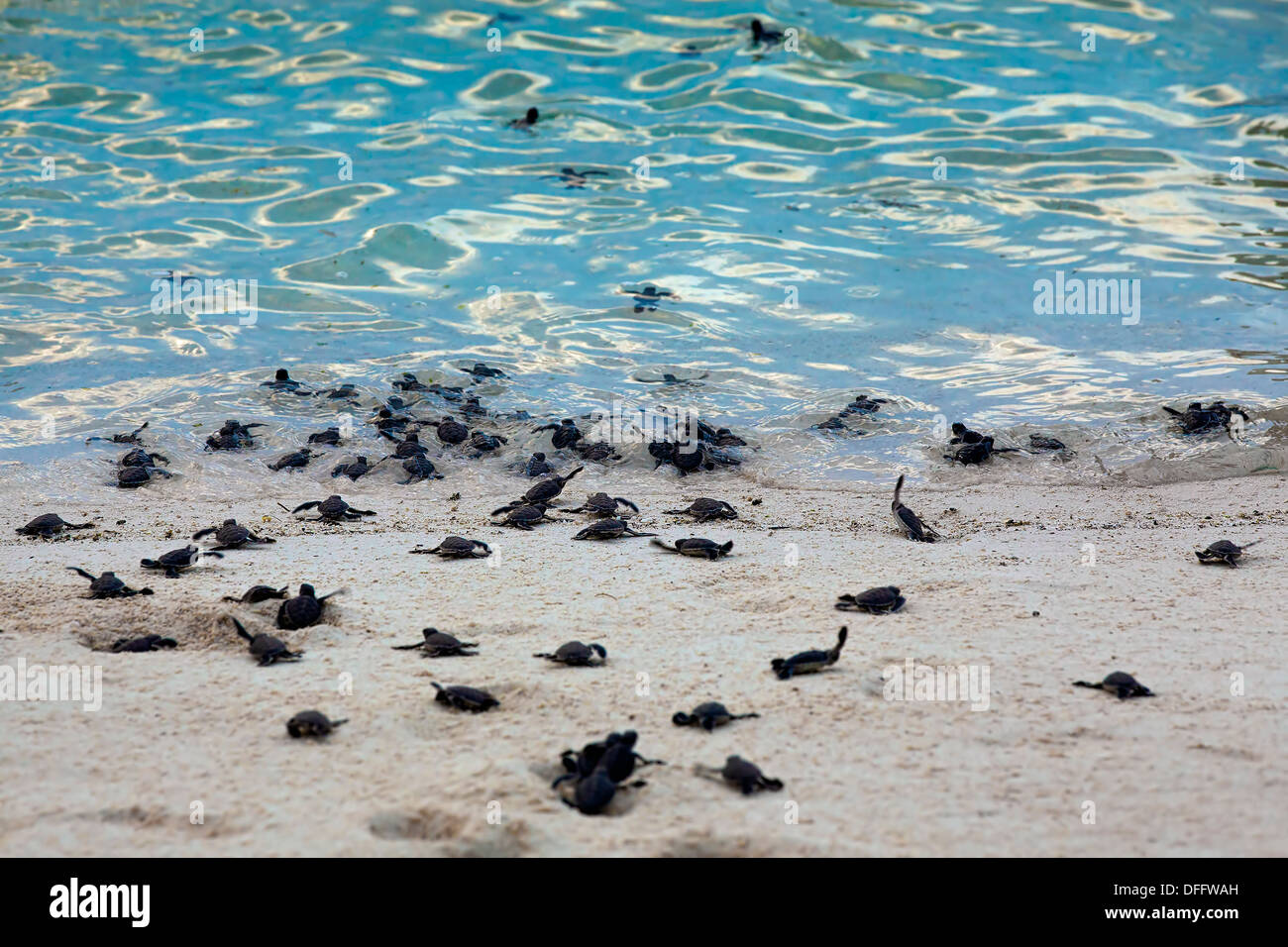 Green sea turtle hatchlings hi-res stock photography and images - Alamy