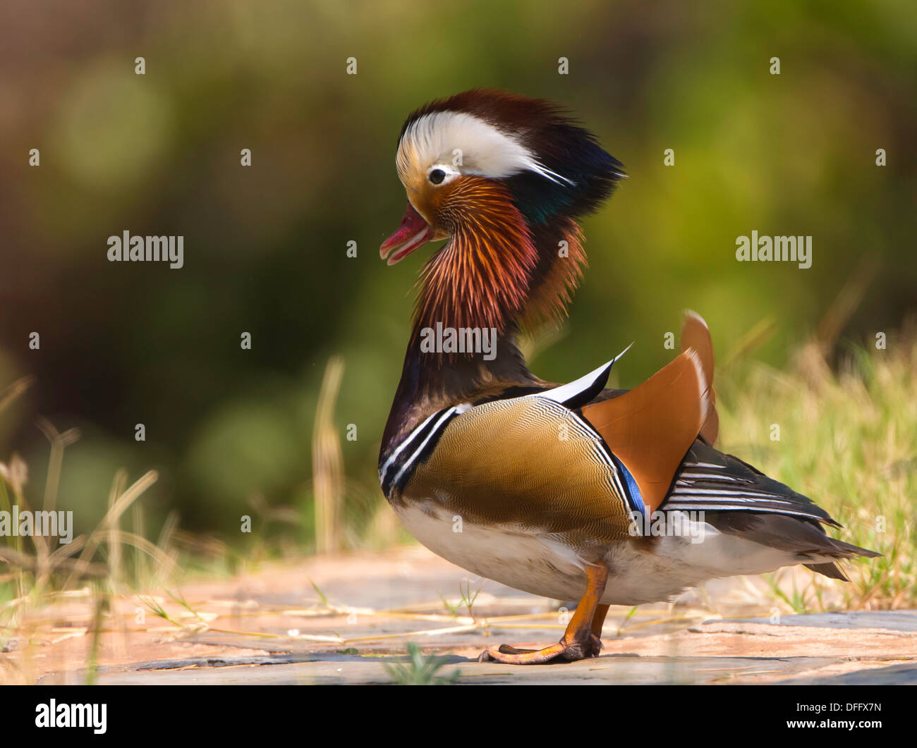 mandarin duck male display Stock Photo - Alamy