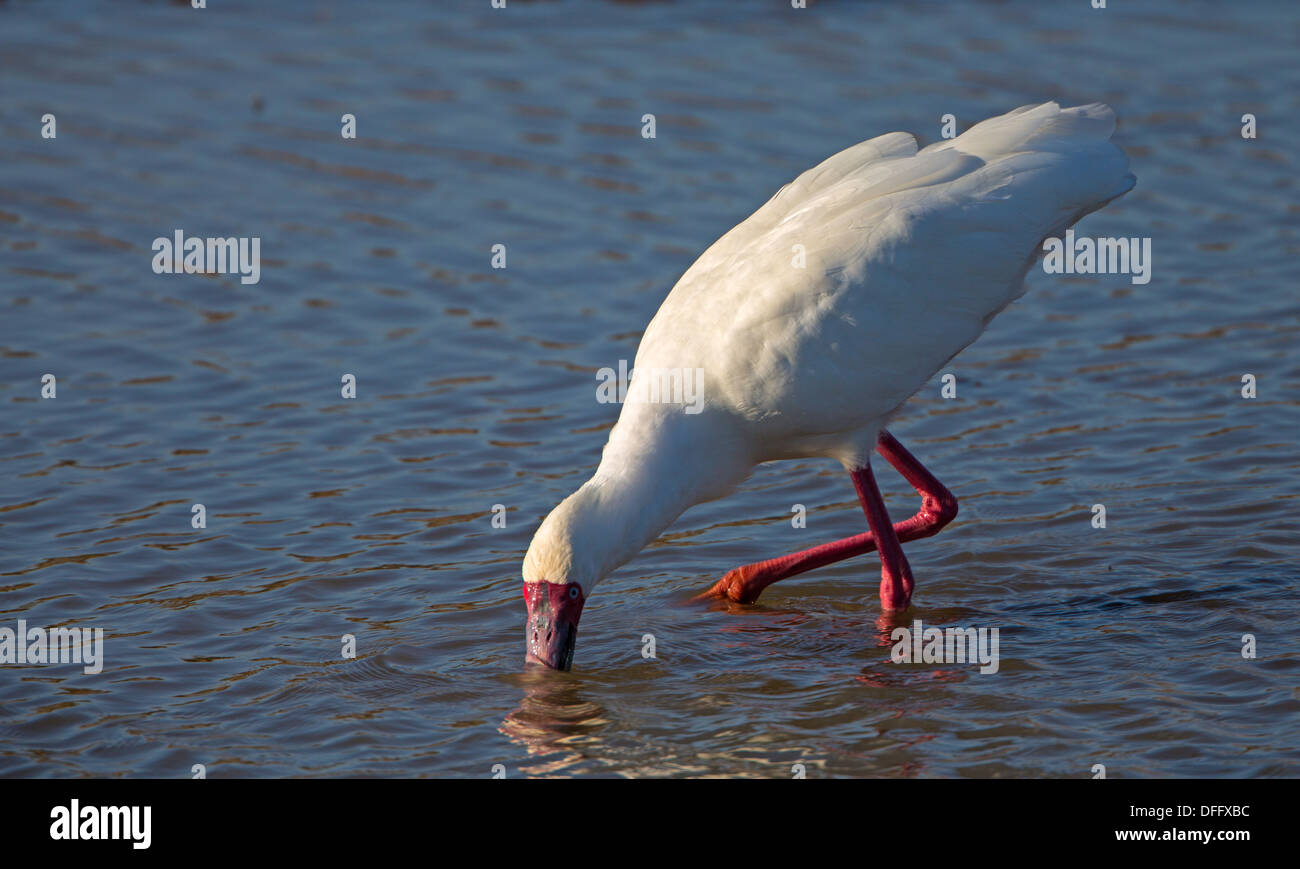 Mankwe dam hi-res stock photography and images - Alamy