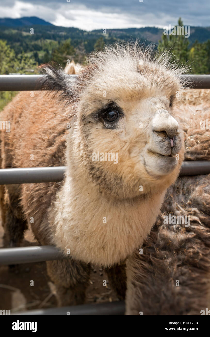 Alpaca on farm in Oregon Stock Photo - Alamy