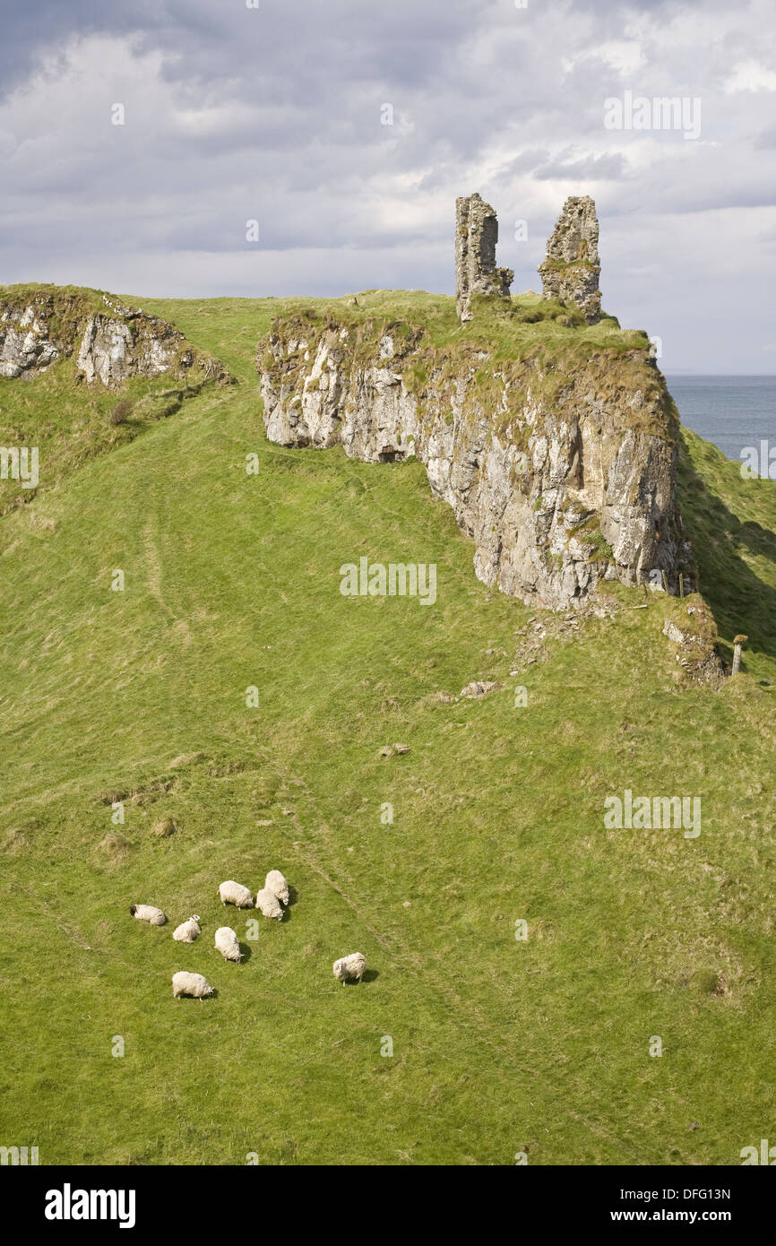 Northern ireland castle sheep hi-res stock photography and images - Alamy