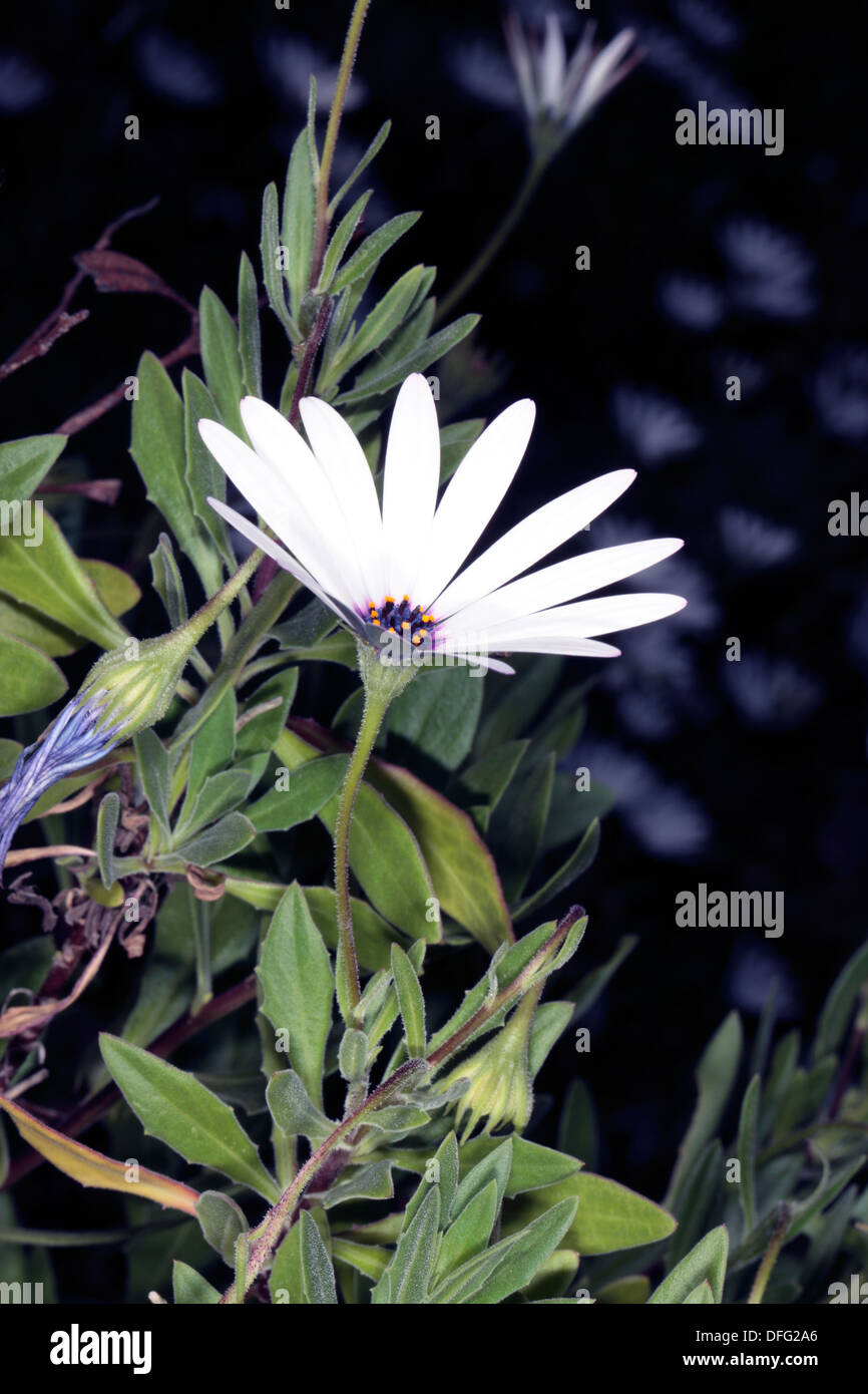 Satin boneseed hi-res stock photography and images - Alamy