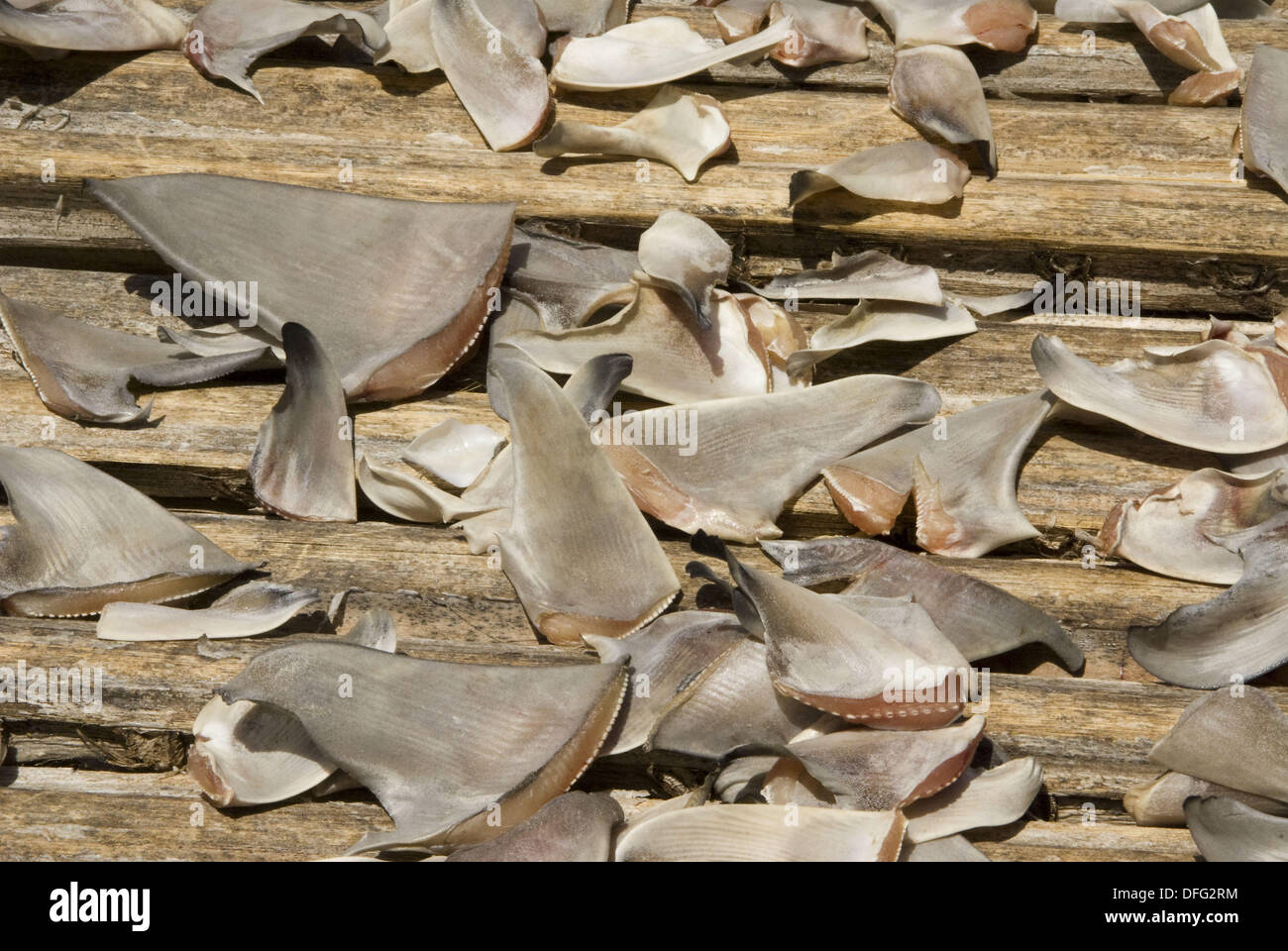 Shark fin drying hi-res stock photography and images - Alamy