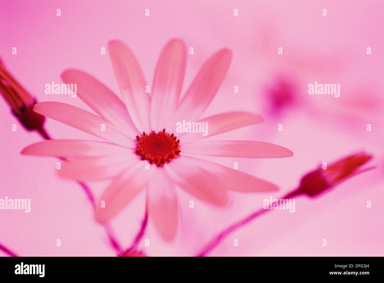 Pericallis High Resolution Stock Photography and Images - Alamy