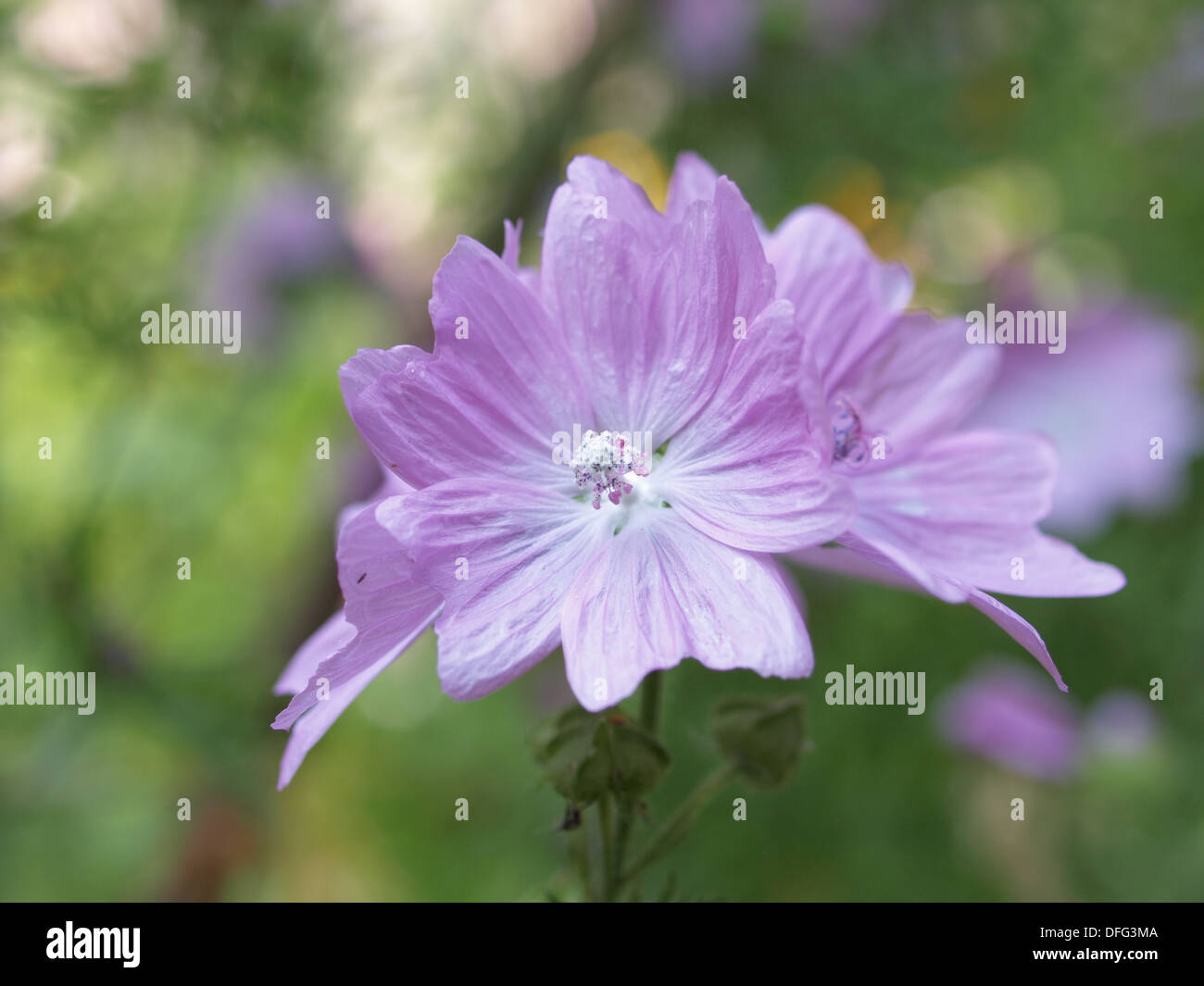 Musk-mallow / Malva moschata / Moschus-Malve Stock Photo - Alamy