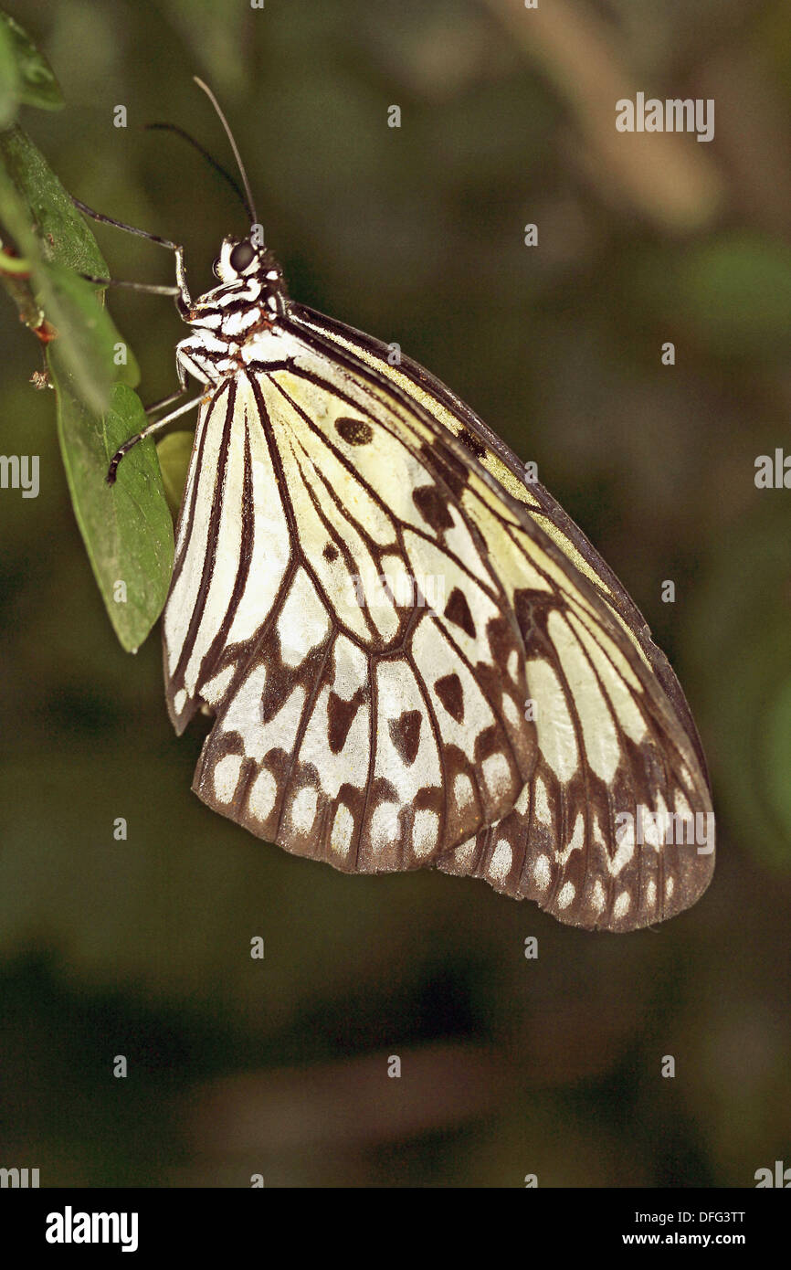 White Nymph High Resolution Stock Photography and Images - Alamy