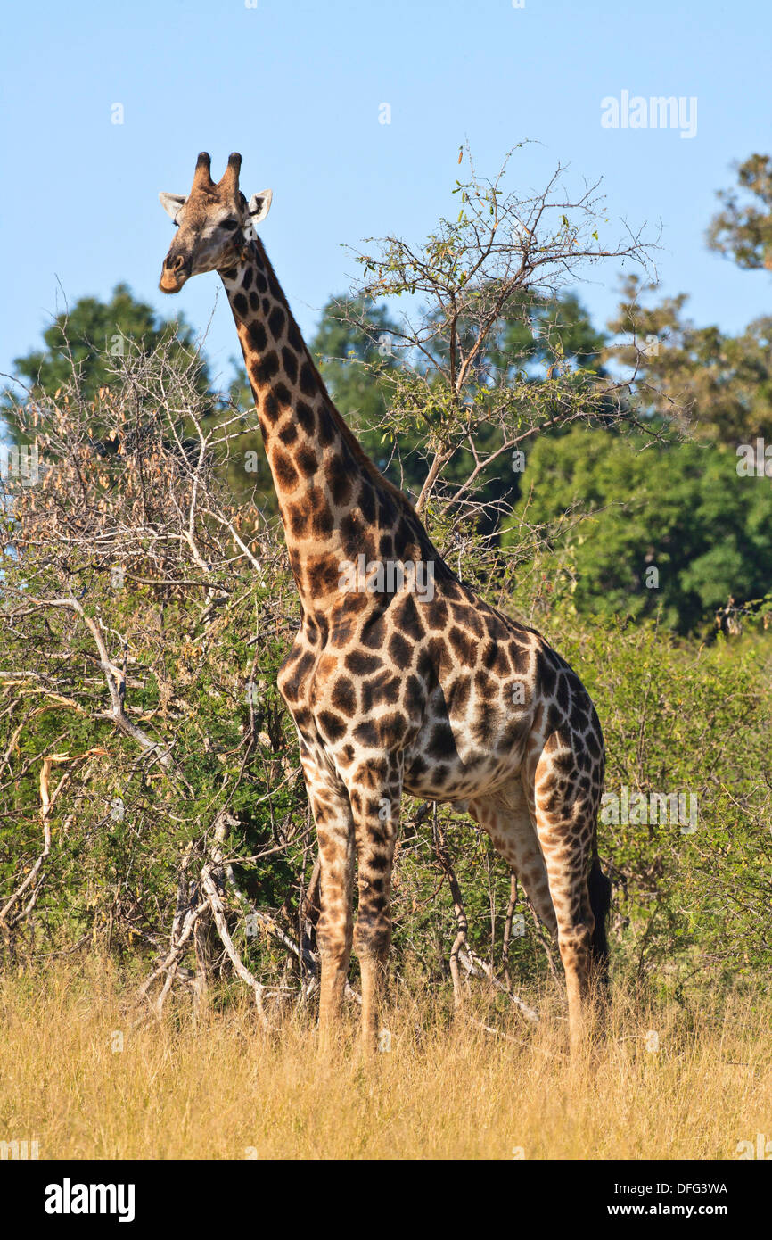 Content giraffe hi-res stock photography and images - Alamy