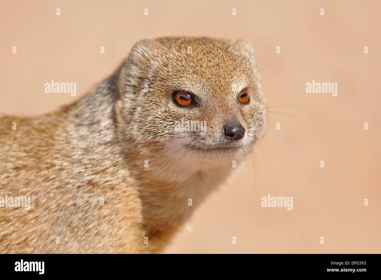 Yellow mongoose (Cynictis penicillata), Kgalagadi Transfrontier Park ...