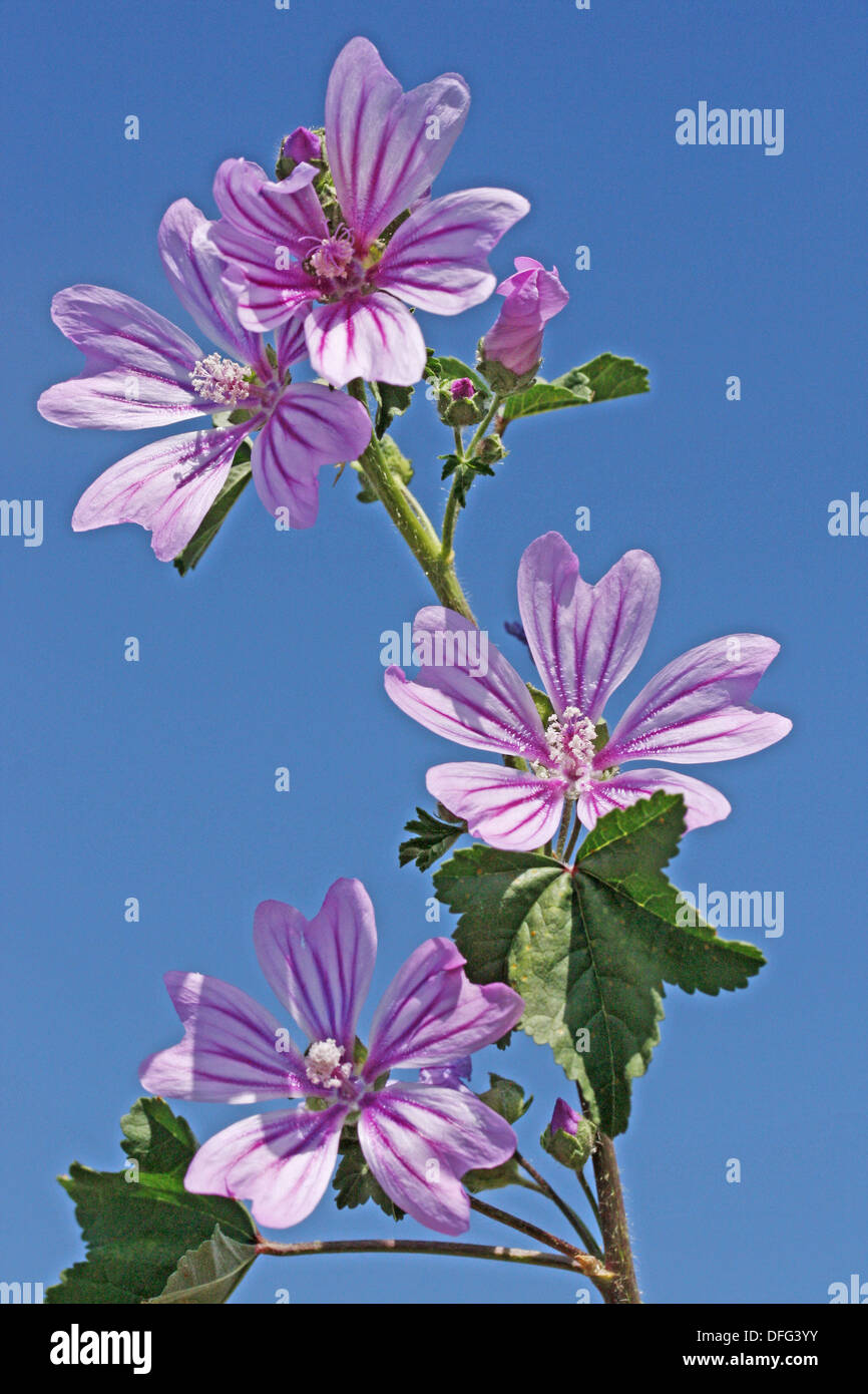 Blue mallow hi-res stock photography and images - Alamy