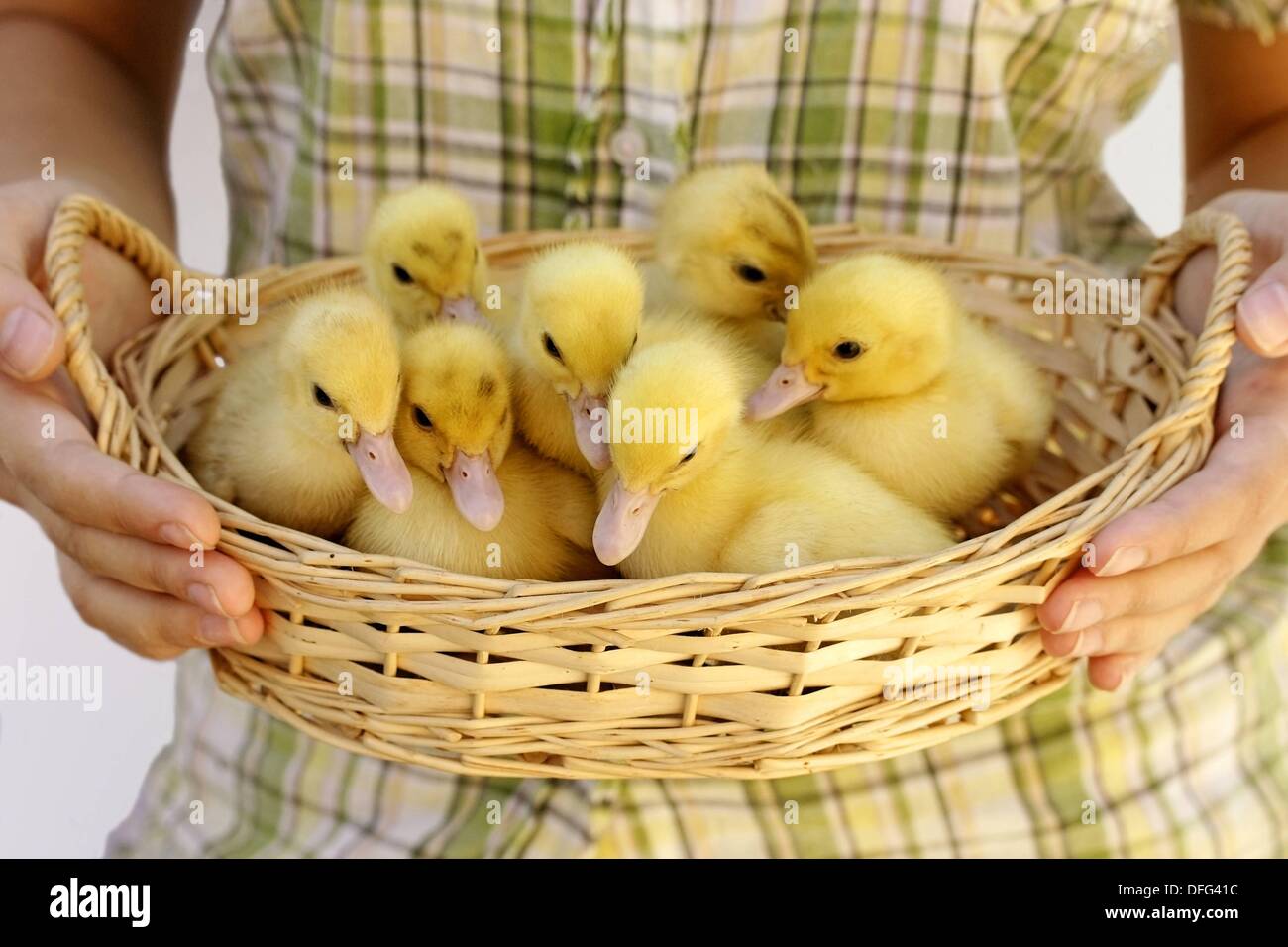 Person holding small duckling hi-res stock photography and images - Alamy