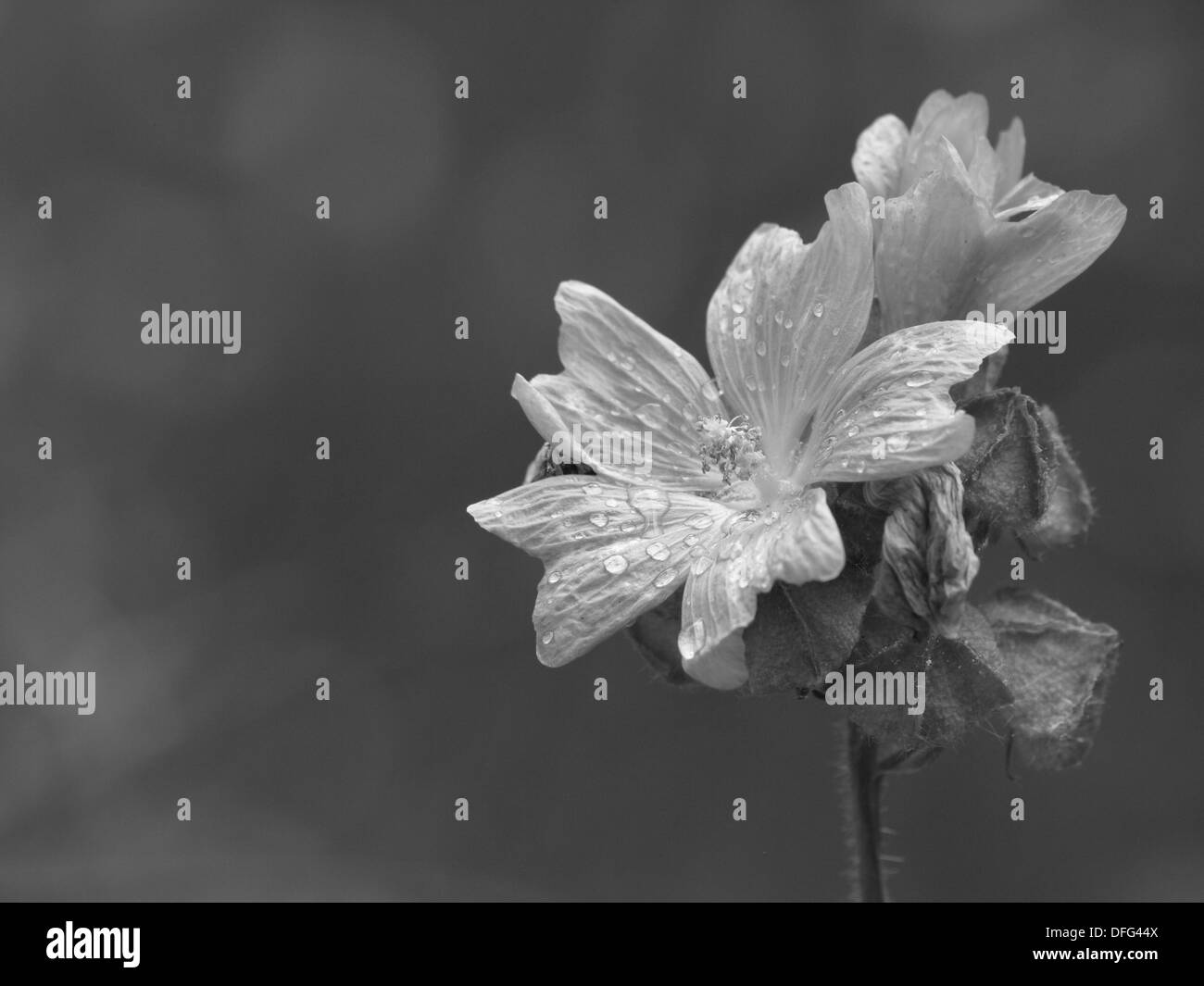 Musk-mallow black and white / Malva moschata / Moschus-Malve schwarz ...