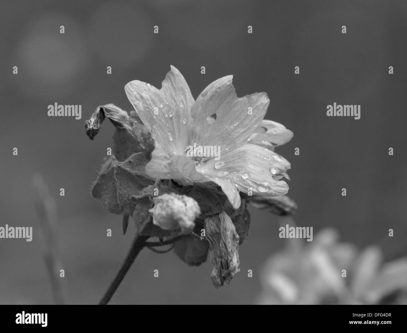 Musk-mallow black and white / Malva moschata / Moschus-Malve schwarz ...