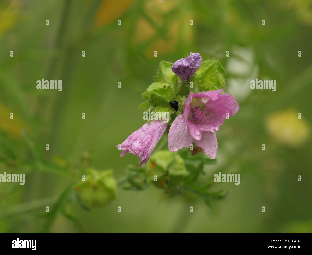 Musk-mallow / Malva moschata / Moschus-Malve Stock Photo - Alamy