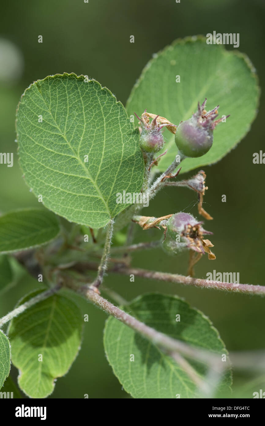 snowy mespilus, amelanchier ovalis Stock Photo - Alamy