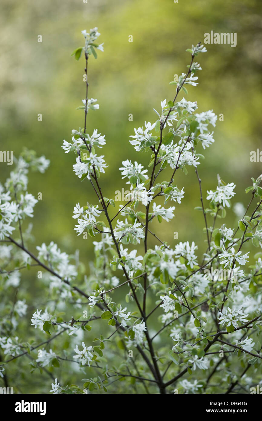 snowy mespilus, amelanchier ovalis Stock Photo - Alamy