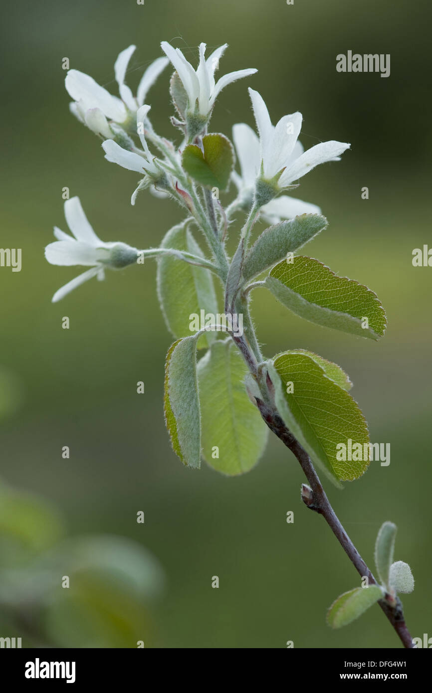 Ovalis hi-res stock photography and images - Alamy