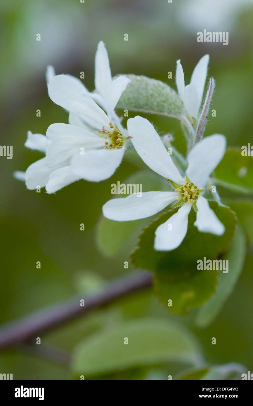 snowy mespilus, amelanchier ovalis Stock Photo - Alamy