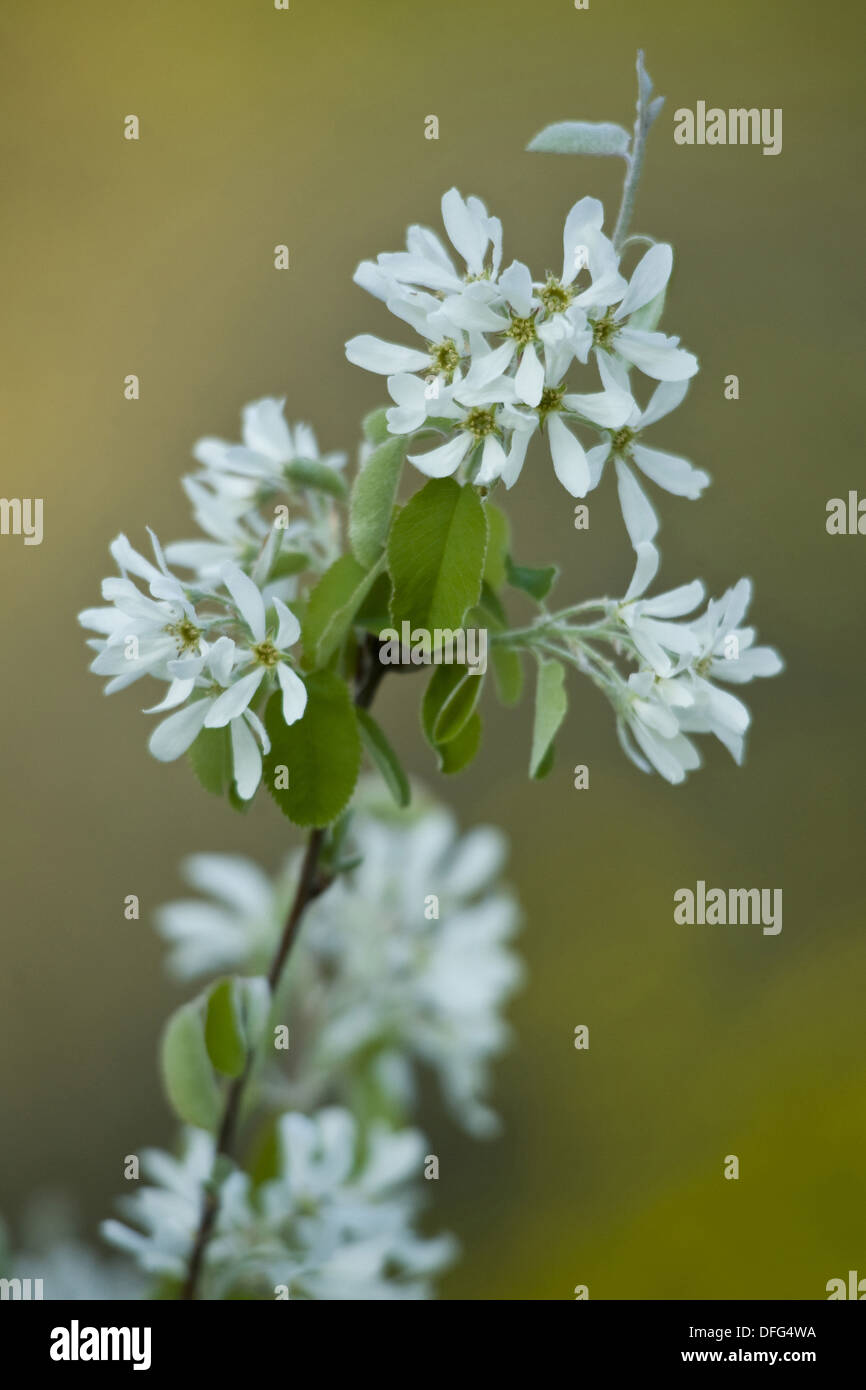 snowy mespilus, amelanchier ovalis Stock Photo - Alamy