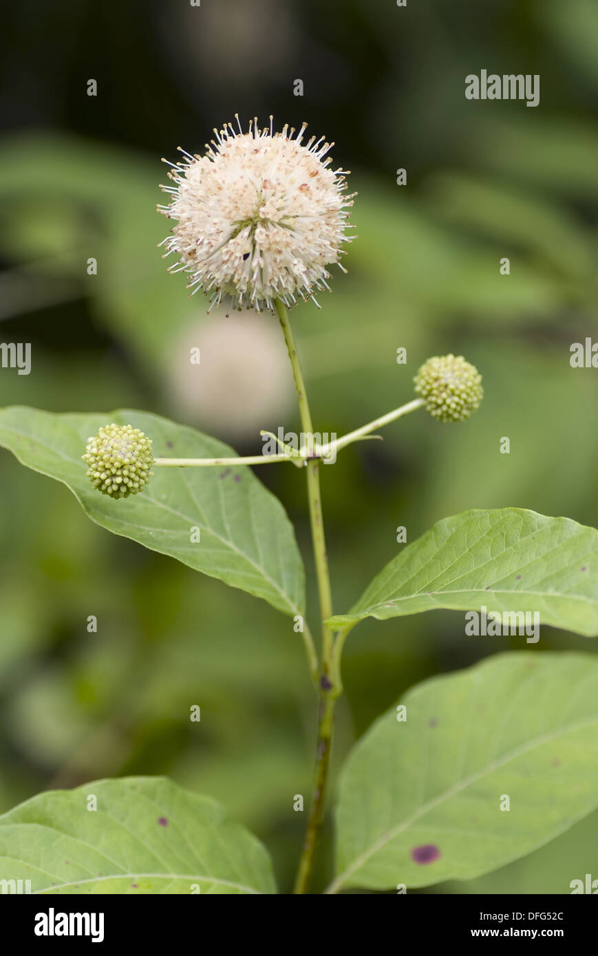 common buttonbush, cephalanthus occidentalis Stock Photo - Alamy
