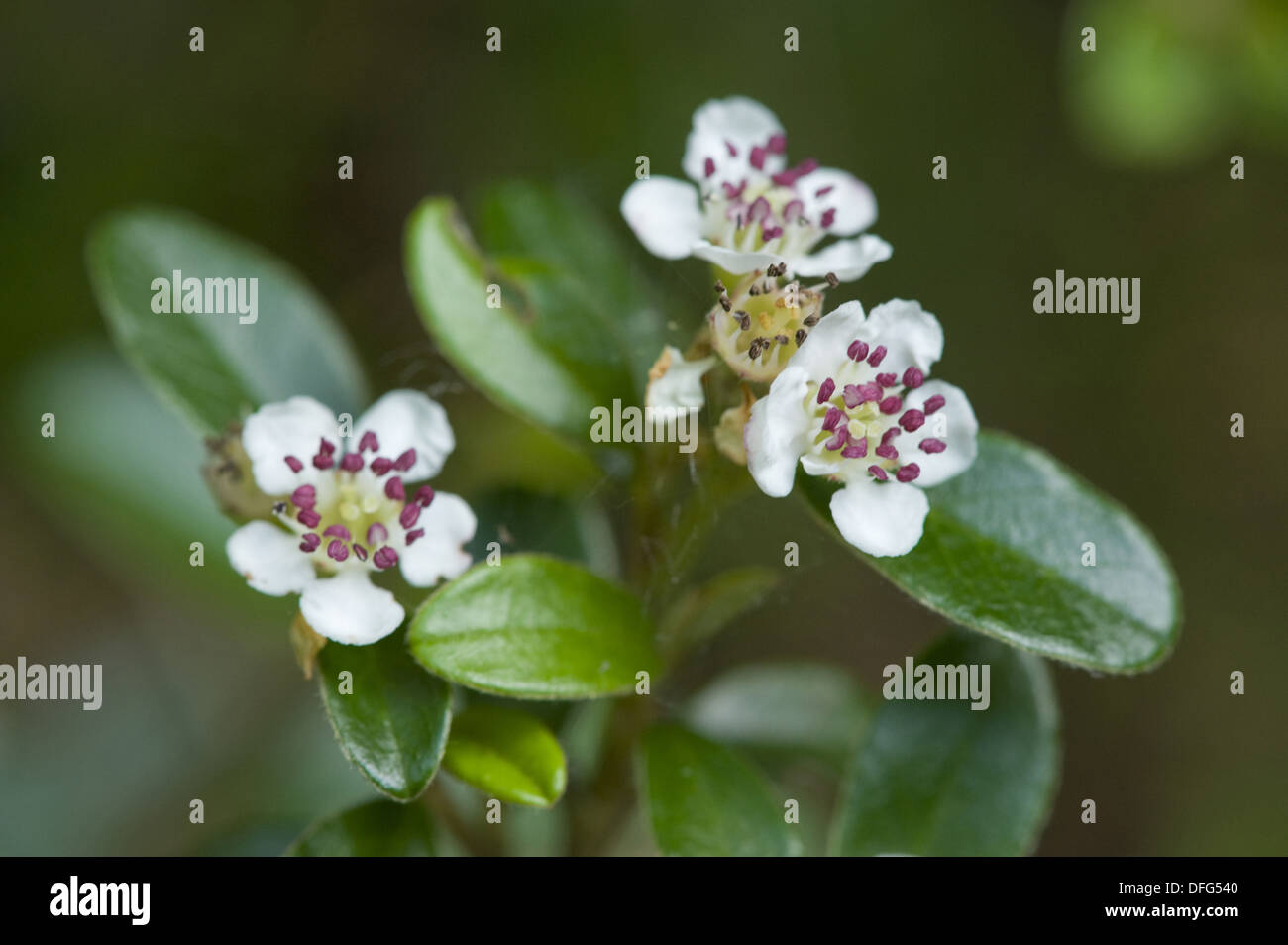 Rockspray cotoneaster hi-res stock photography and images - Alamy