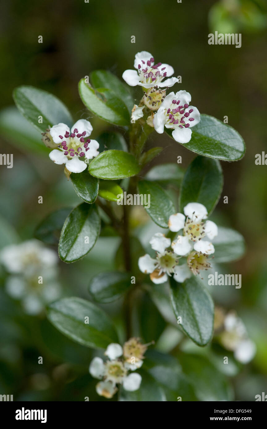 Cotoneaster horizontalis hi-res stock photography and images - Alamy