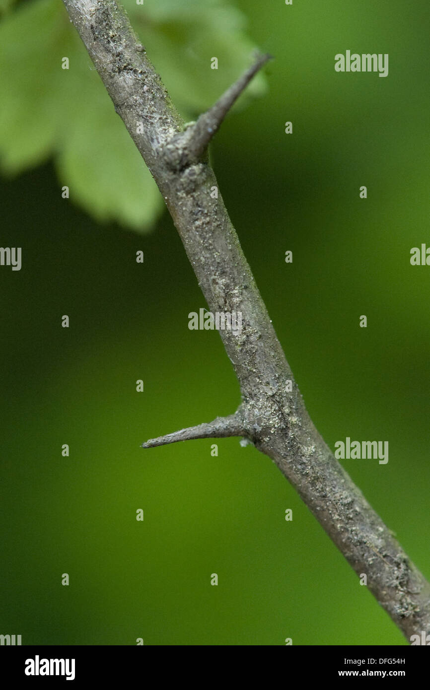 Crataegus Laevigata Stock Photos & Crataegus Laevigata Stock Images - Alamy