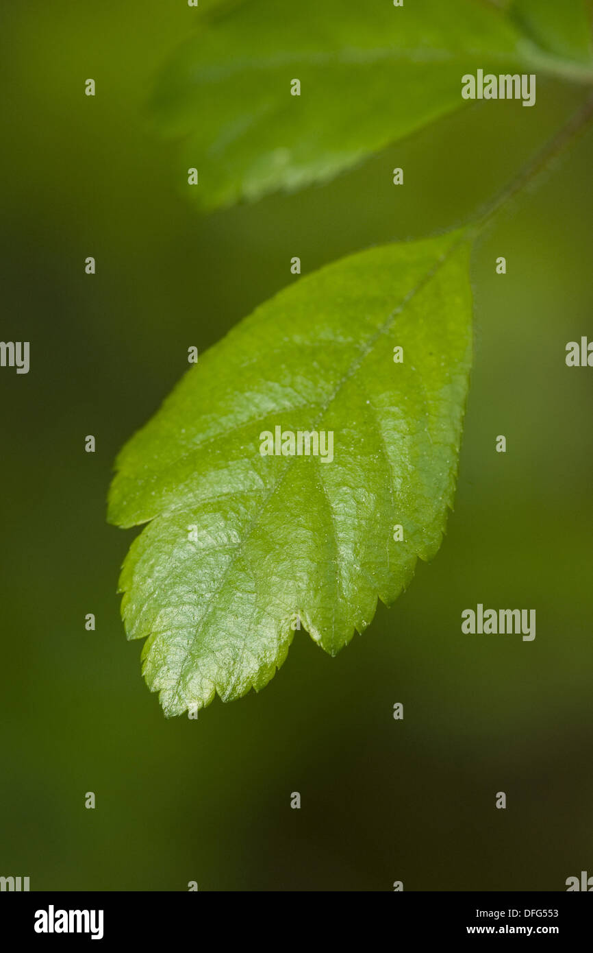 woodland hawthorn, crataegus laevigata Stock Photo - Alamy