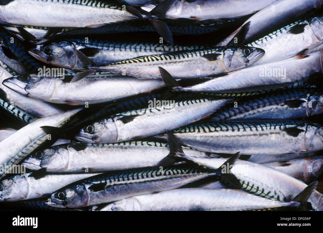 Saurel hi-res stock photography and images - Alamy