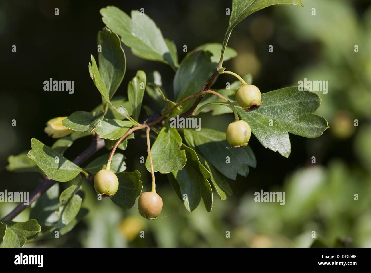Crataegus laevigata hi-res stock photography and images - Alamy