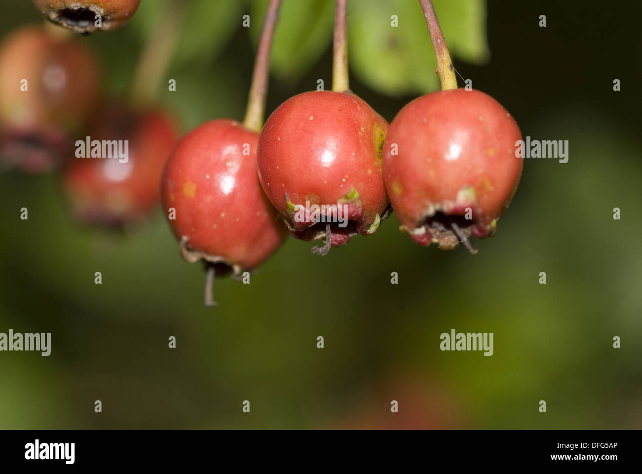 Red common hawthorn berries hi-res stock photography and images - Alamy