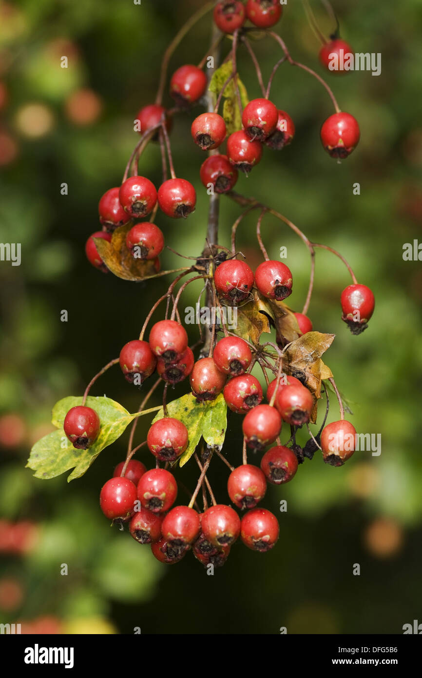 common hawthorn, crataegus monogyna Stock Photo - Alamy