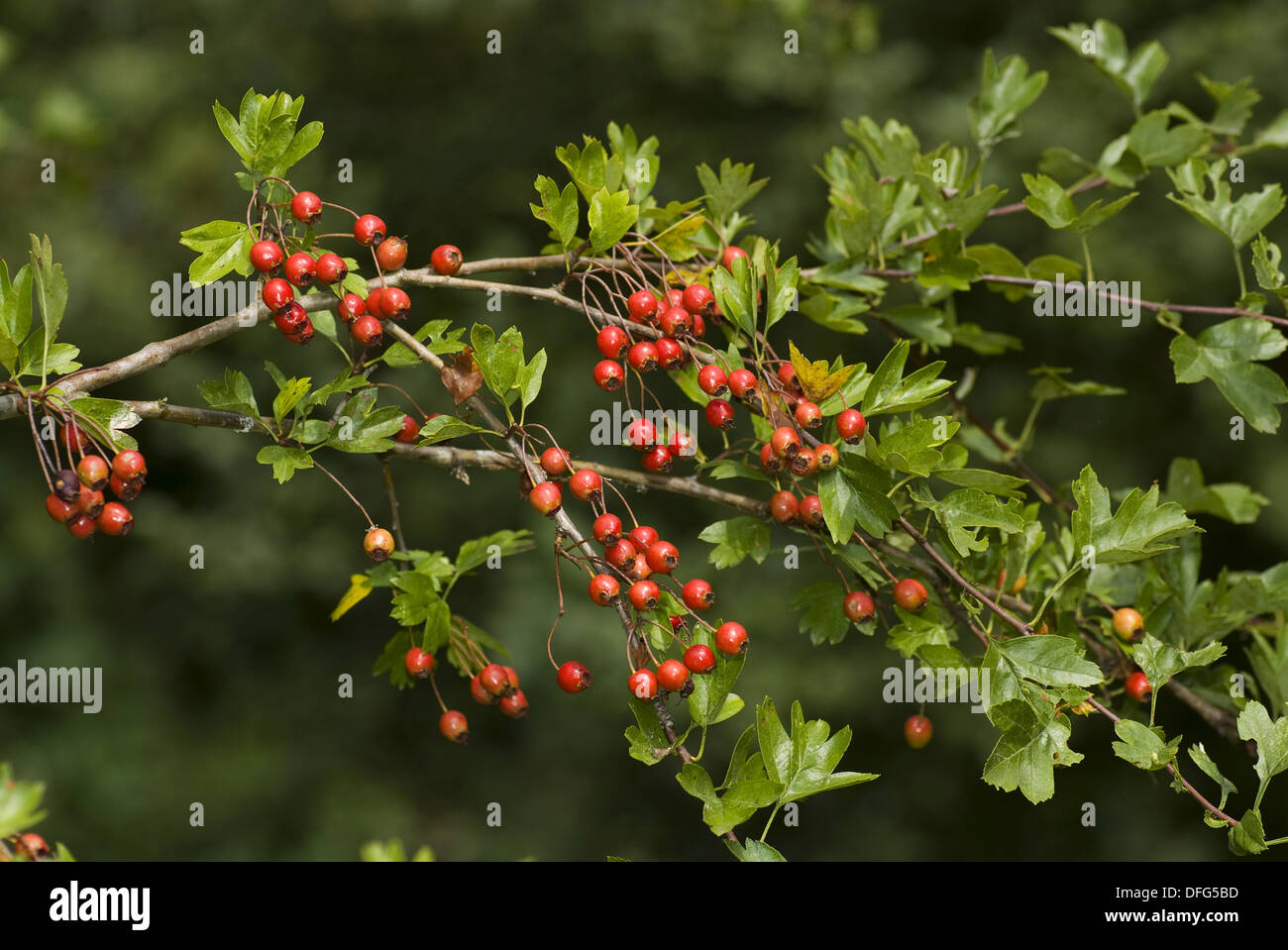 Crataegus hawthorn quickthorn red hi-res stock photography and images - Alamy